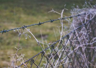 China Farm Protection PVC Coated /Galvanized Barbed Wire Coils Fence for sale