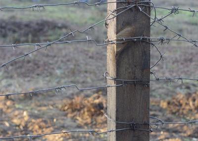 China Farm Protection 50kg Double Strand Traditional Twist Barbed Wire Roll for sale
