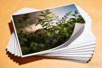 China 115g A4 A3 Inkjet Adhesive Paper Waterproof Smudge Resistant Adhesive Photo Paper for sale