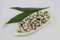 China Snacks Soya Bean Nibbles Baking Style Crispy Nutritious Plant Based Protein Rich Ingredient Ideal For Food Manufacturing for sale