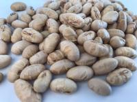 China Low Fat Organic Roasted Soy Nuts Refreshing Taste Vacuum Packing BRC Certified for sale