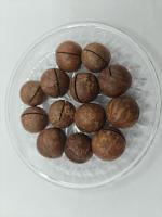 China Delicious Natural Macadamia Nuts From In Plastic Bag for sale