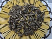 China Original Flavor Salt Vinegar Sunflower Seeds for sale