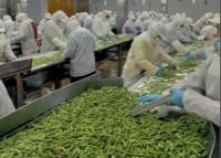 China Nutritious Frozen Edamame Beans With No Rusty Spot for sale
