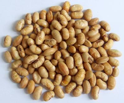 China Kosher Halal Coated Roasted Spicy Yellow Edamame for sale