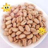 China Natural healthy OEM Roasted Salted Soya Bean Snacks Handpicked Vegan Beans for sale