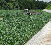 China China Made Full New River Hyacinth Cleaning Machinery for Reservoir for sale
