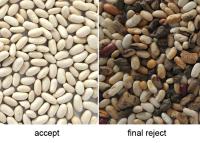 China Hons CCD Coffee Bean Color Sorter Machine With 5000 Pixels CCD Sensor for sale