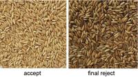 China High Frequency CCD Wheat Color Sorter Digital Colour Separation Machine for sale