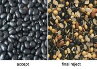 China High Resolution Black Bean Ccd Sorting Machine ，Rice And Bean Sorter for sale