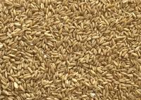 China High-Tech PLC Oats/Oatmeal/Hot Cereals Color Sorter Avena Sativa Sorting Machine for sale