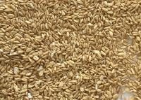 China High-Tech PLC Oats/Oatmeal/Hot Cereals Color Sorter Avena Sativa Sorting Machine for sale