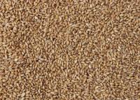 China Hons Brand Smart Series Wheat Rice Color Sorter Wheat Sorting Machine for sale