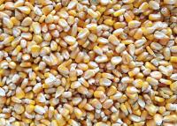 China Hons One Chute Corn Separater Color Sorter Grains Yellow Corn Processing Machine for sale