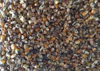 China Hons One Chute Corn Separater Color Sorter Grains Yellow Corn Processing Machine for sale