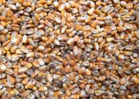 China Hons One Chute Corn Separater Color Sorter Grains Yellow Corn Processing Machine for sale