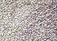 China Maximum Capacity Beans Color Sorter Grains Processing machine for sale