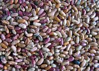 China Maximum Capacity Beans Color Sorter Grains Processing machine for sale