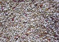 China Maximum Capacity Beans Color Sorter Grains Processing machine for sale