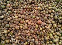 China Camellia Seeds Color Sorter Manufacturer With Intelligent Control for sale