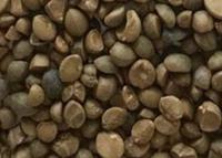 China Camellia Seeds Color Sorter Manufacturer With Intelligent Control for sale