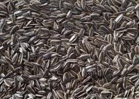 China White Body Model S5 Sunflower Seeds Color Sorter Seeds Sorting Machine for sale