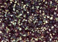China Twelve Chutes black Wolfberry Color Sorter Food grading system for sale