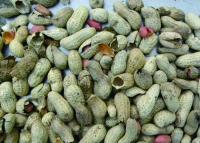China Full Color RGB Camera Peanut With Shell Color Sorter Peanut Sorting Machine for sale