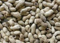 China Full Color RGB Camera Peanut With Shell Color Sorter Peanut Sorting Machine for sale