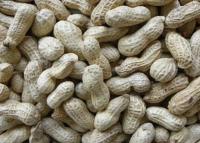 China Full Color RGB Camera Peanut With Shell Color Sorter Peanut Sorting Machine for sale