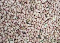 China Nikon CCD Camera Peanut Kernel Color Sorter Nuts Sorting Machine for sale