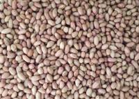 China Nikon CCD Camera Peanut Kernel Color Sorter Nuts Sorting Machine for sale