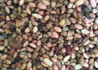 China Nikon CCD Camera Peanut Kernel Color Sorter Nuts Sorting Machine for sale