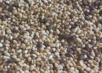 China Agriculture Machine Pine Nut Kernel Color Sorter Nuts Sorting Machine for sale