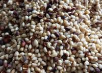 China Agriculture Machine Pine Nut Kernel Color Sorter Nuts Sorting Machine for sale