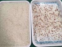 China 8 Chutes New Type Intelligent Rice CCD Colour Sorter Factory Price for sale