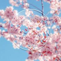 China Classic Style Resin Quality Lenses 1.56 HMC Flat Top Bifocal Progressive Lenses for sale
