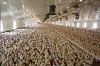 China Heavy Duty Steel Structure Poultry House HDG Bolts Connection Steel Frame Farm Buildings for sale