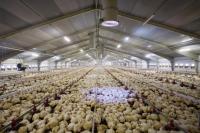 China Galvanized Steel Structure Closed Type Environmental Controlled Commercial Chicken House for sale
