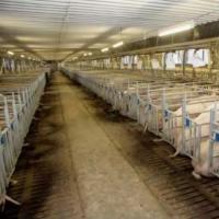 China Prefab Steel Pig Farm Houses Sheds Buildings For Efficient Modernized Farming Solutions for sale