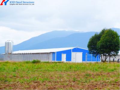 China Steel Structure Poultry Shed for Broilers and Layers with Galvanized Frame for sale