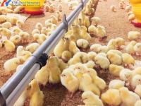 China Customized Steel Poultry Farm Building with Q235/Q355 H Section Structure for sale