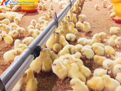 China Customized Steel Poultry Farm Building with Q235/Q355 H Section Structure for sale