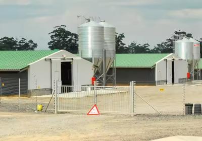 China Prefabricated Steel Frame Poultry House with Fully Automated Chicken Farming Equipment for sale