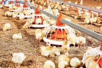 China Convenient Assembly Automatic Chicken Feeder System , Broiler  Chicken Drinking System for sale