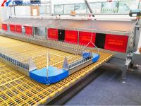China Steel Poultry House Equipment Automatic Customized Broiler Feeding System for sale