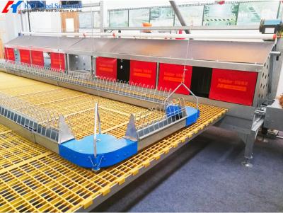 China Steel Poultry House Equipment Automatic Customized Broiler Feeding System for sale