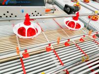 China KXD Automatic Poultry Breeding Equipment Chicken House Feeding Line for sale
