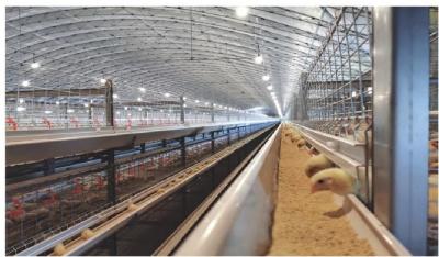 China 10 Tiers Fully Automated Broiler Cage Equipment Broiler Chicken Cage System For Philippines Poultry Farming for sale