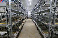 China 10 Tiers Fully Automated Broiler Cage Equipment Broiler Chicken Cage System For Philippines Poultry Farming for sale